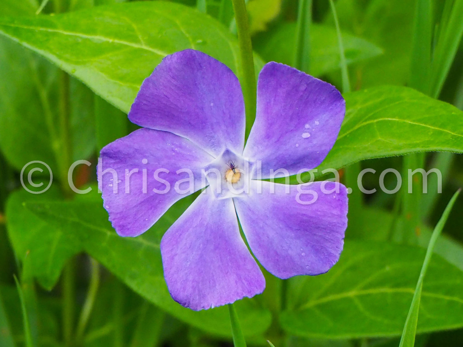 Purple Periwinkle Flower | Macro Photograph | Digital Download | Chris ...